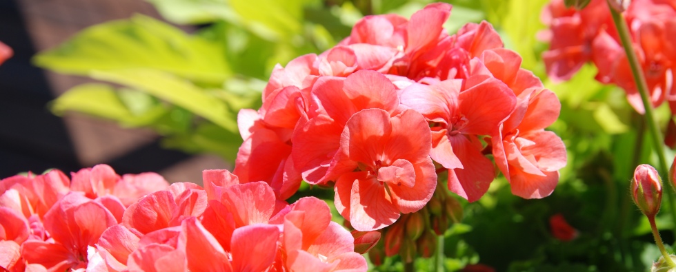 - Home [www.chenequacc.org]